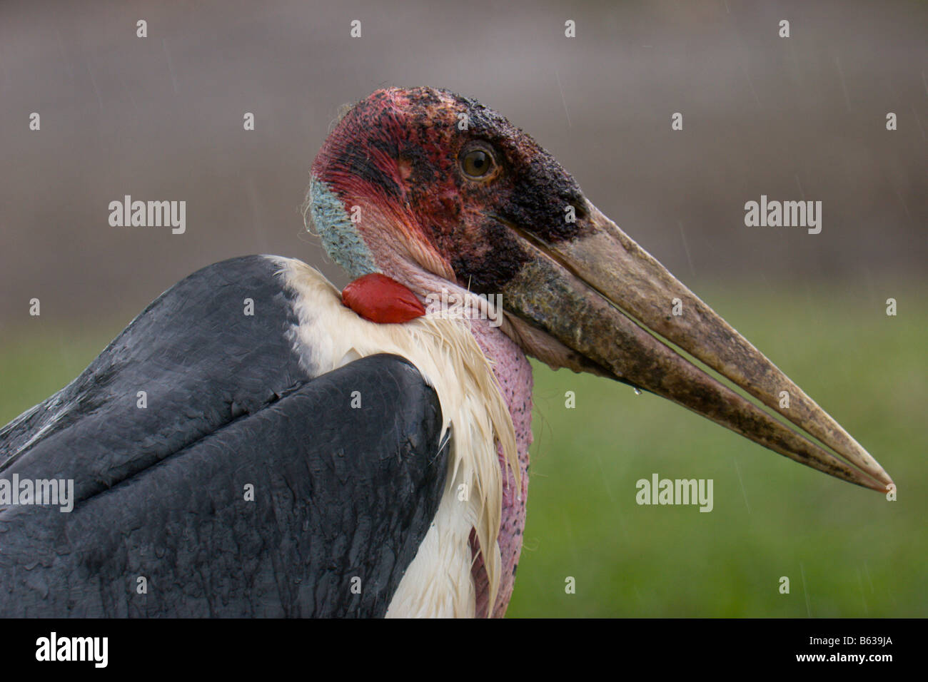 marabou stork bird Uganda africa Stock Photo - Alamy