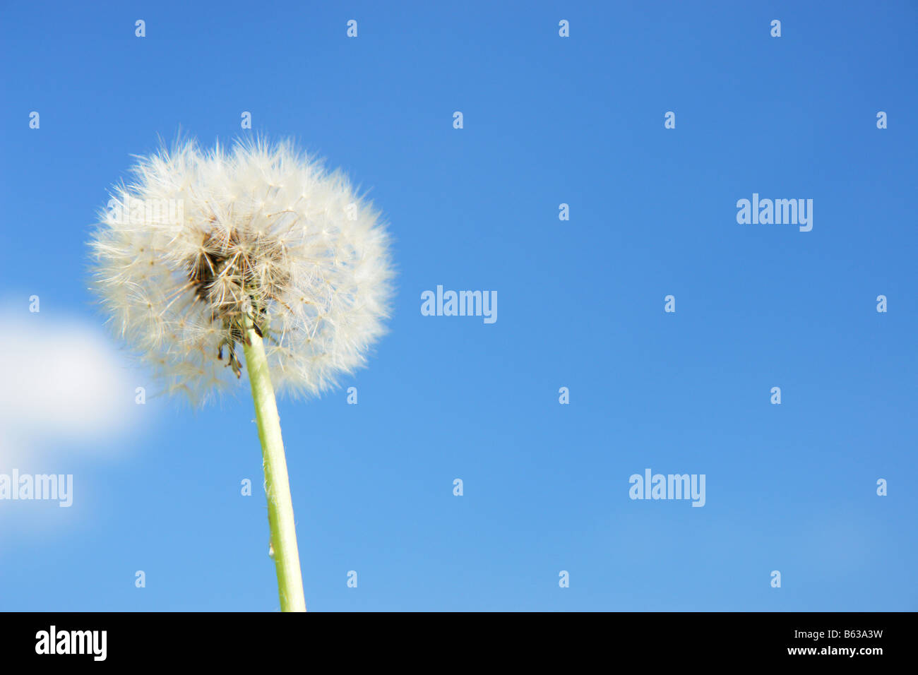 blowball dandelion clock at springtime Stock Photo - Alamy