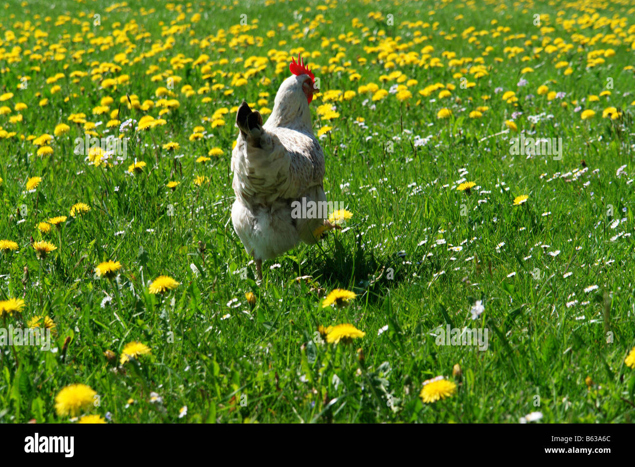 Hen outside in the meadow Stock Photo - Alamy