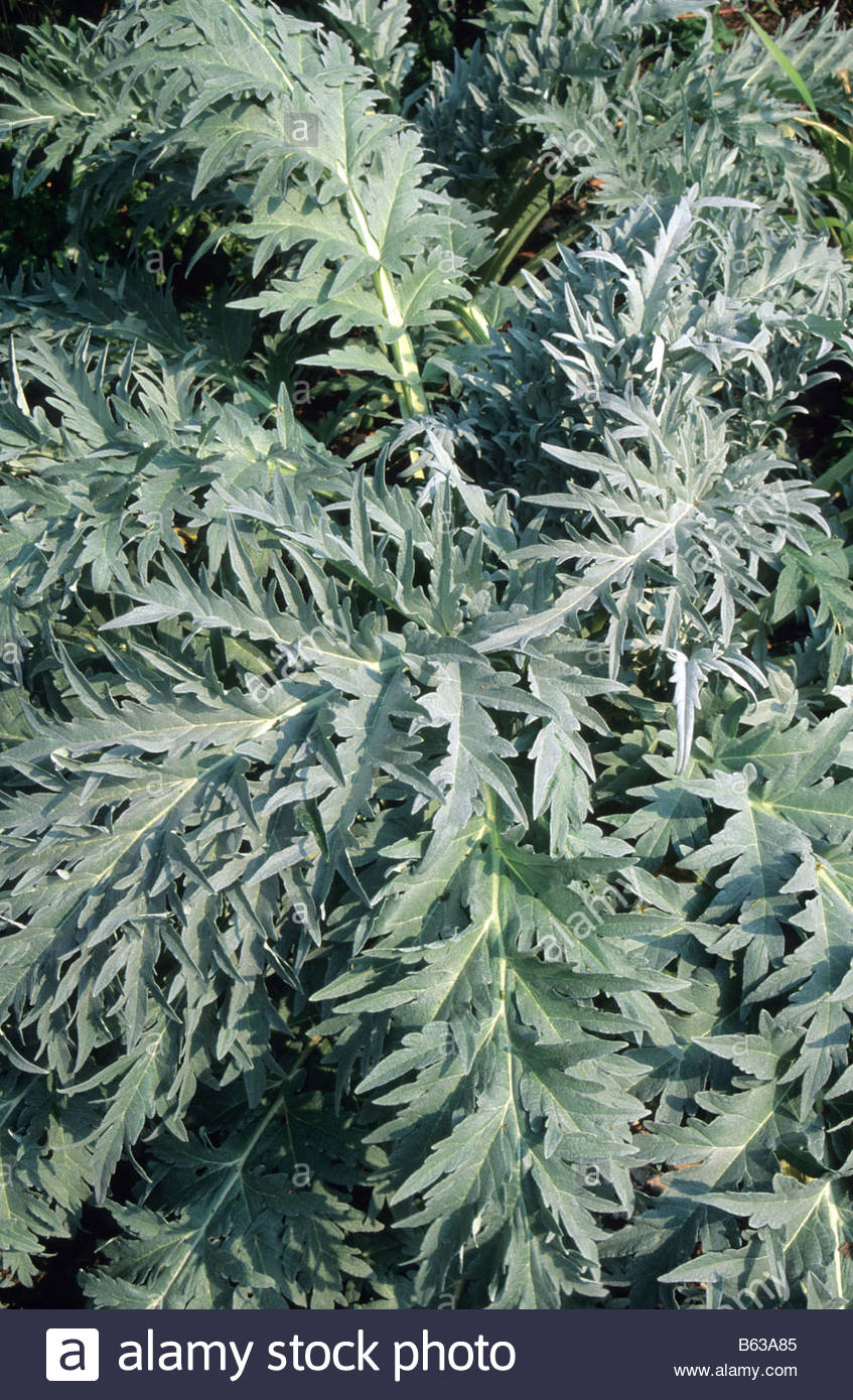 Cardoon Border Stock Photos & Cardoon Border Stock Images - Alamy