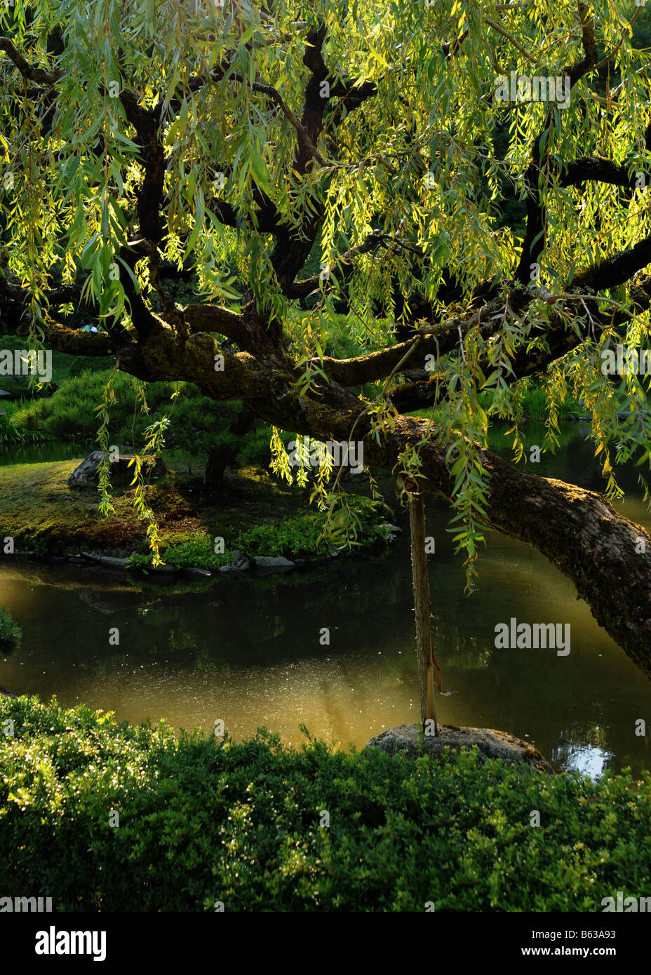 Japanese lacquer tree hi-res stock photography and images - Alamy