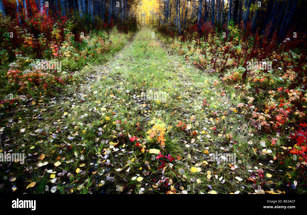 Autumn colors along Northern British Columbia forest trail Stock Photo ...