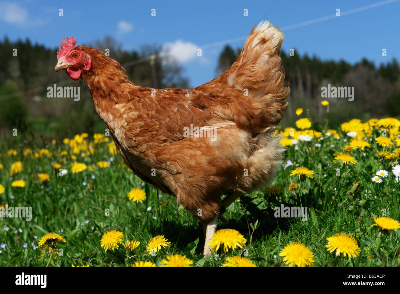 Hen outside in the meadow Stock Photo - Alamy