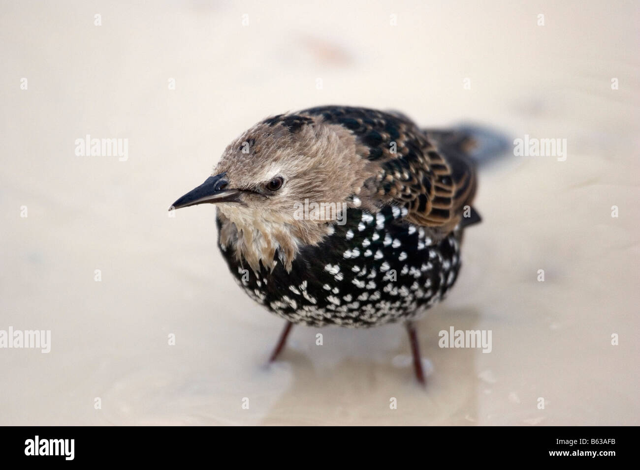 Juvenile starling hi-res stock photography and images - Alamy