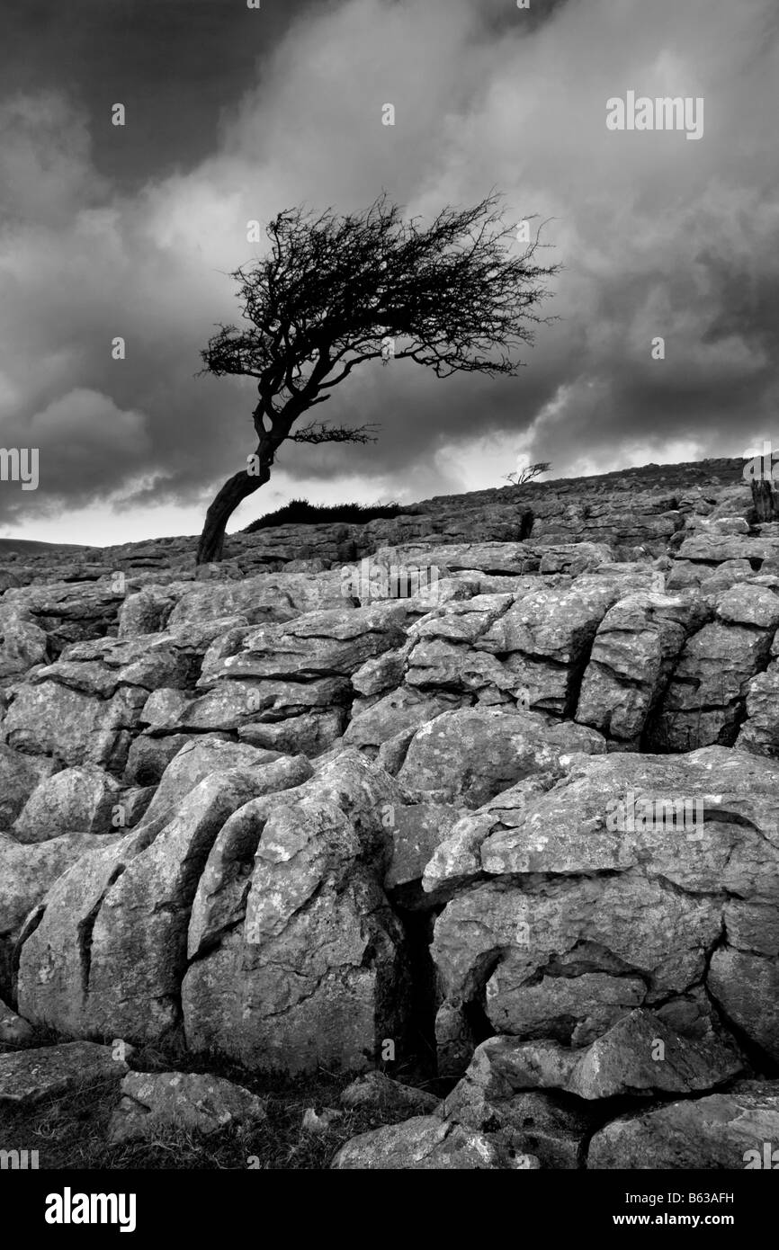 Windswept tree hi-res stock photography and images - Alamy