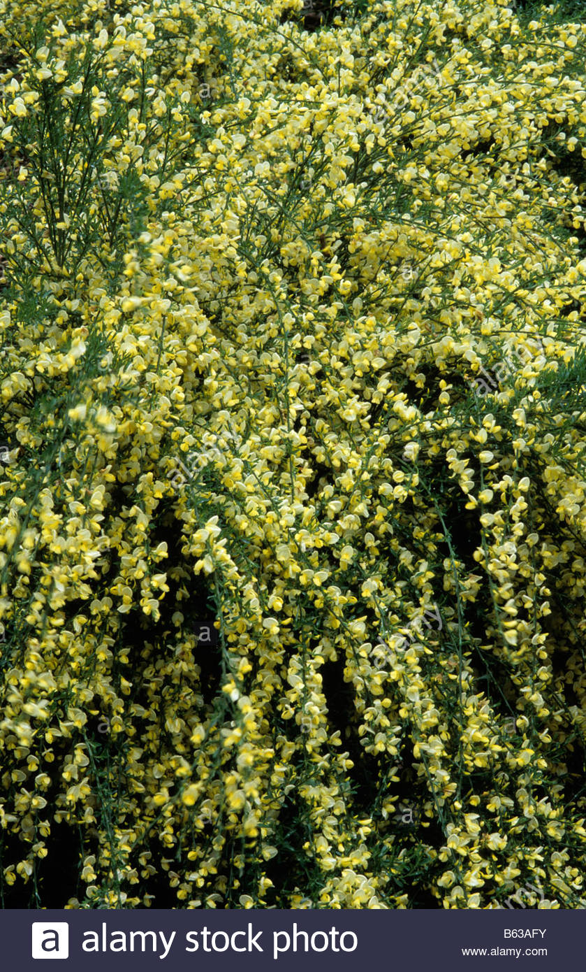 Cytisus X Praecox Stock Photos & Cytisus X Praecox Stock Images - Alamy