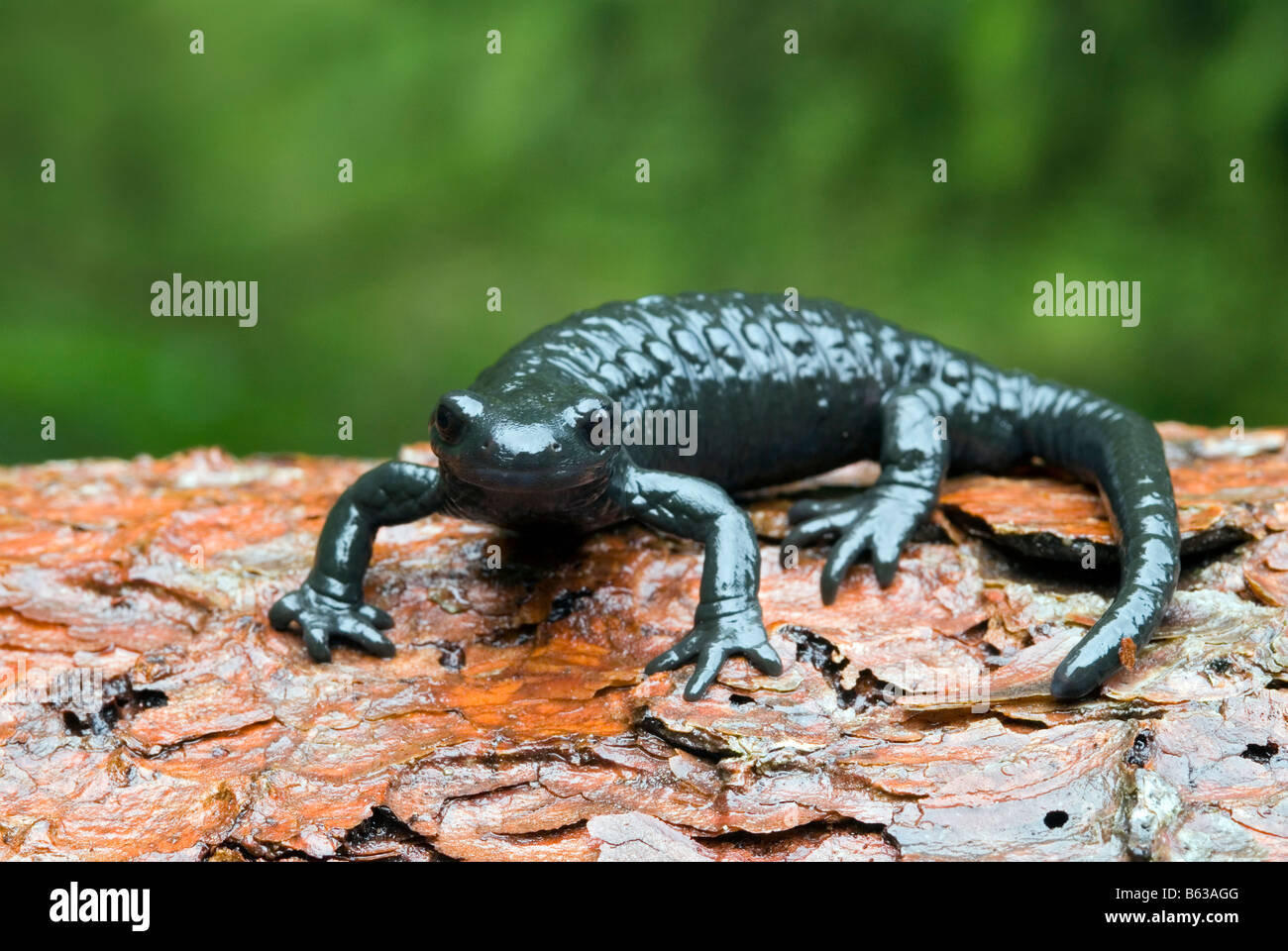Salamander hi-res stock photography and images - Alamy