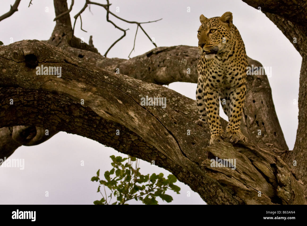 a leopard climbing a tree Stock Photo - Alamy