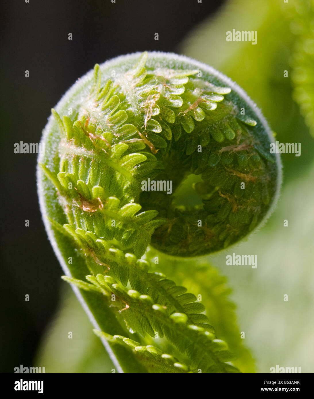 Uncurl hi-res stock photography and images - Alamy