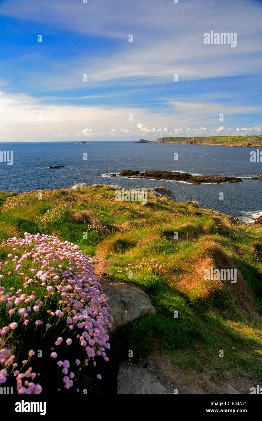 Pink Sea Thrift Flowers Armeria maritima Sennan Cove Cliffs Landscape ...
