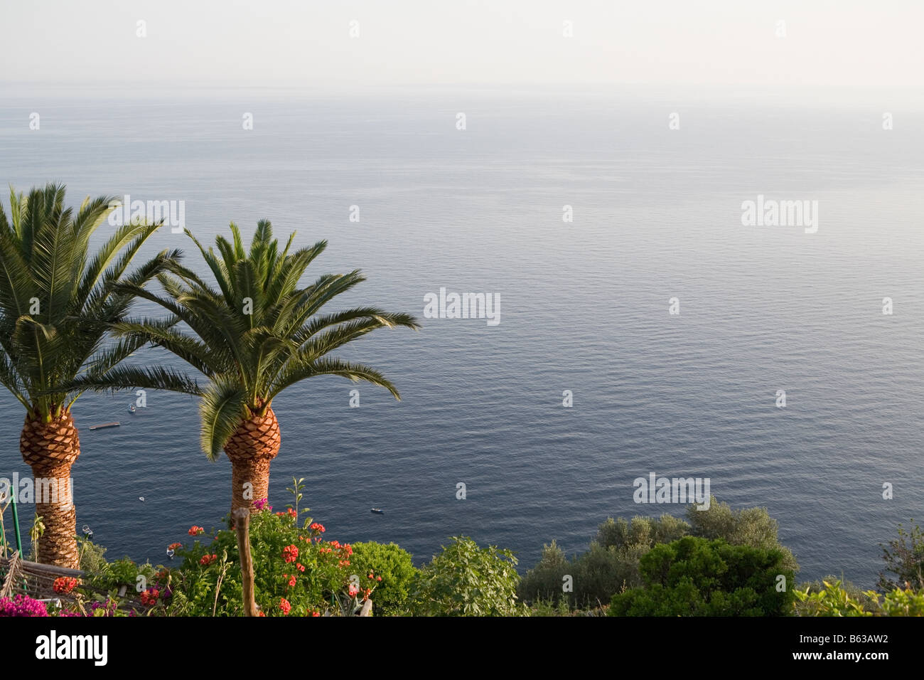 Palm trees on the coast, Amalfi Coast, Campania, Italy Stock Photo - Alamy