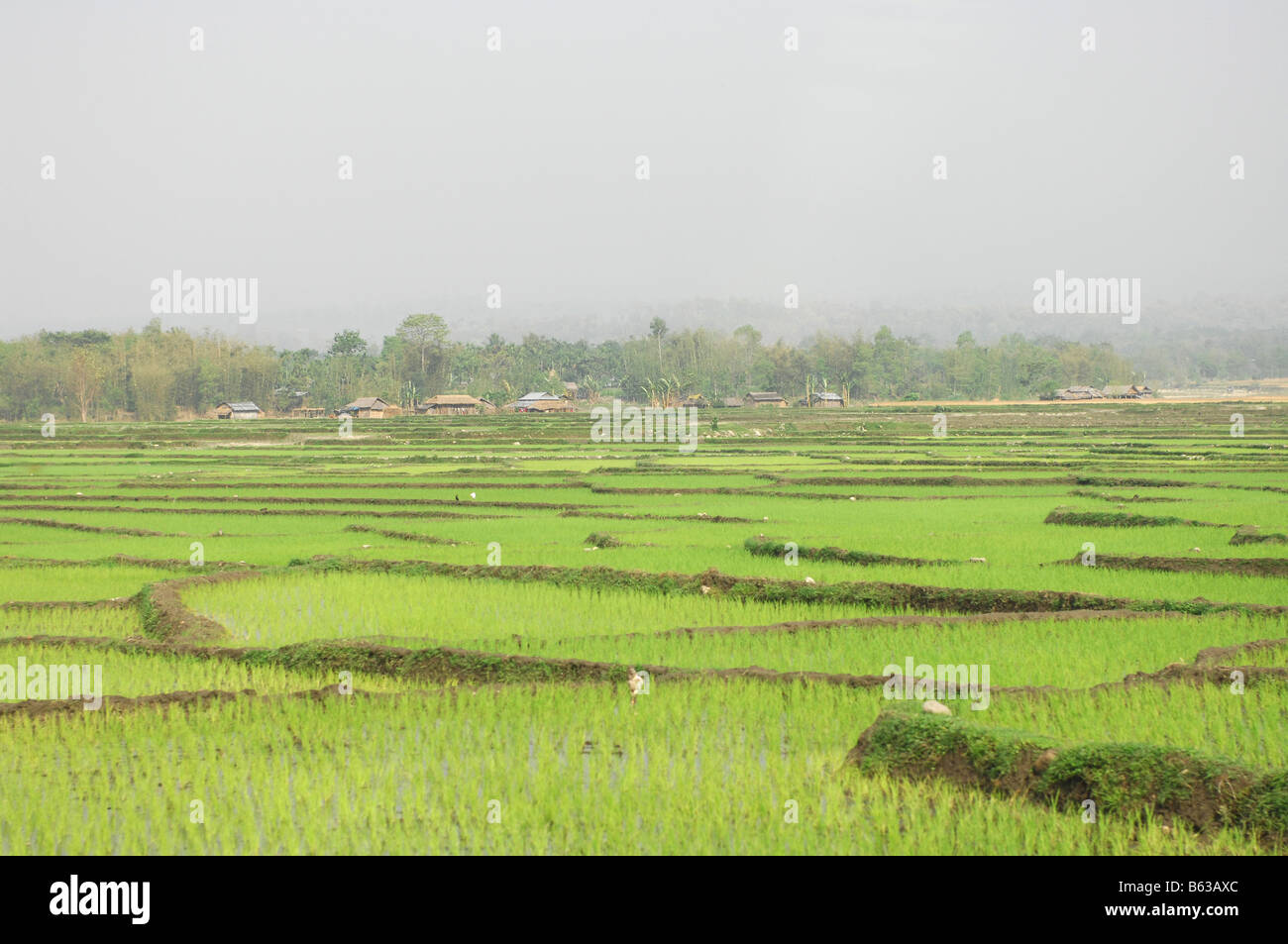 Rice fields in remote region of Nepal Stock Photo - Alamy