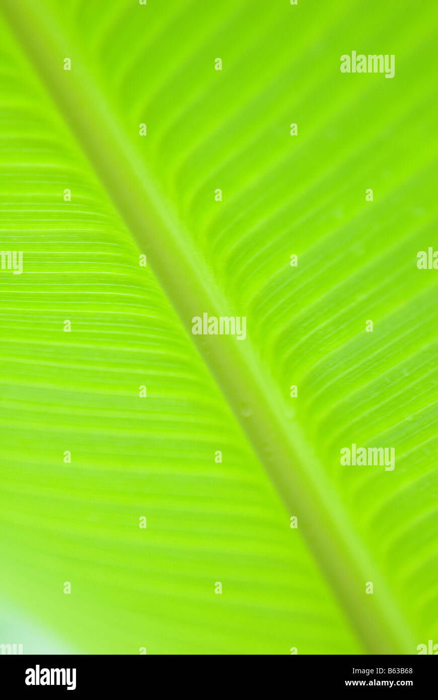Spine of a green leaf Stock Photo - Alamy