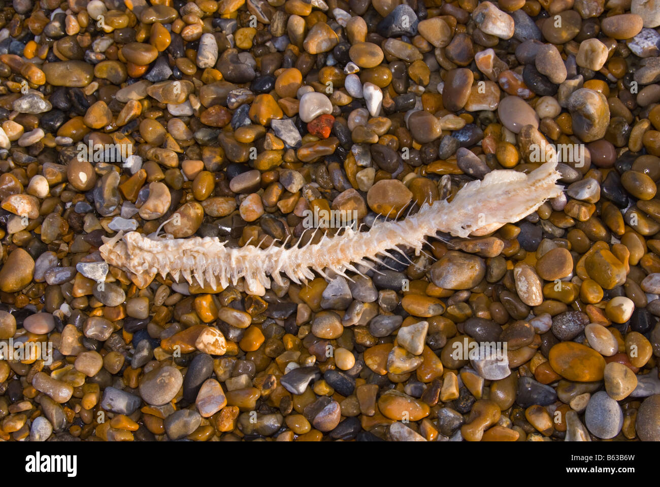 Remains of a dead fish bones on a uk beach Stock Photo - Alamy