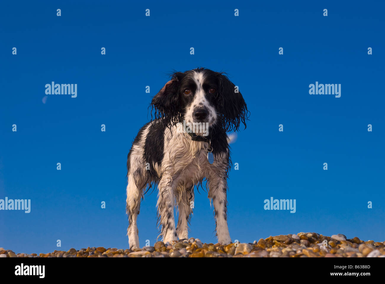 Female black and white english springer spaniel dog on shingle beach ...