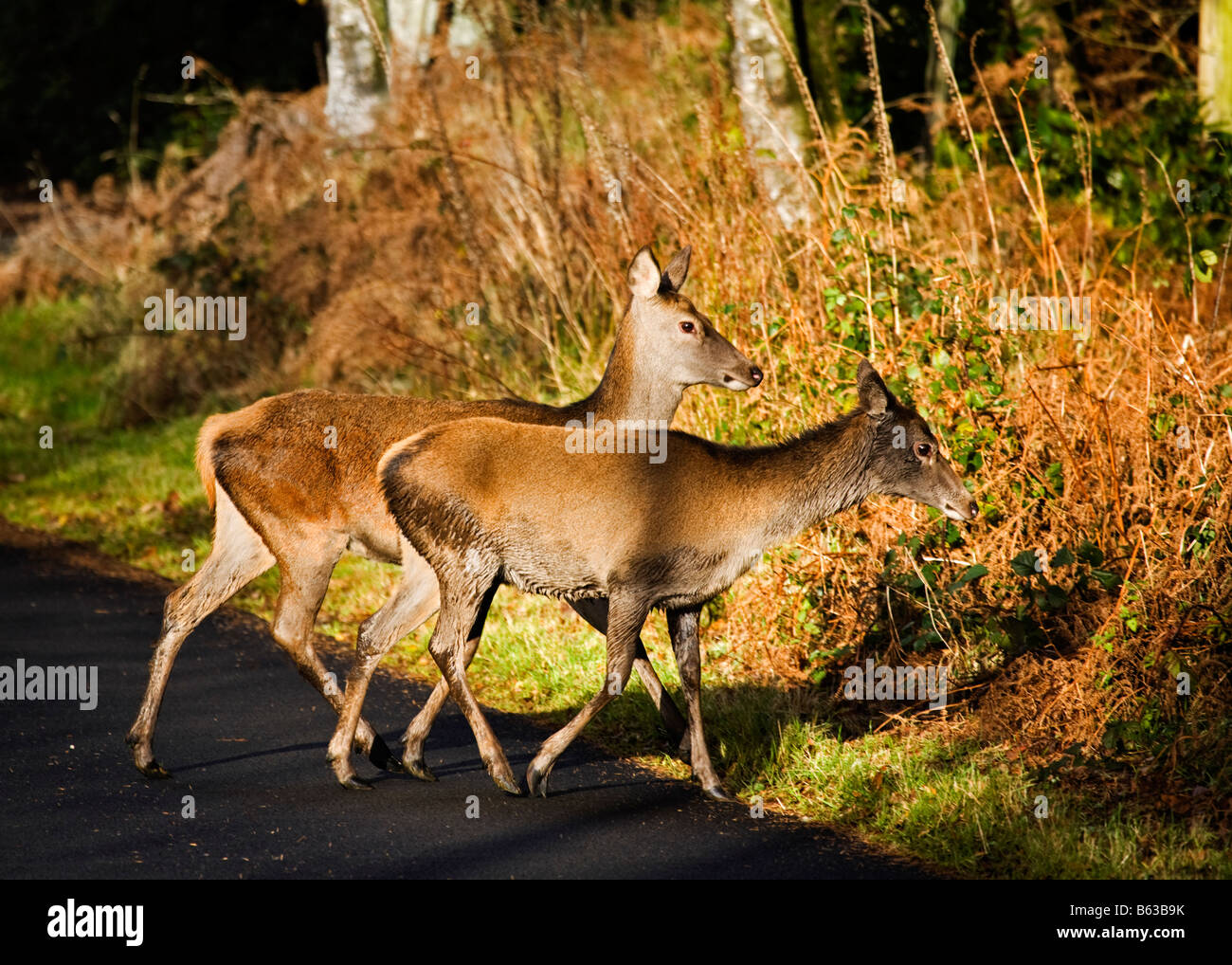 Crosswing road deer hi-res stock photography and images - Alamy