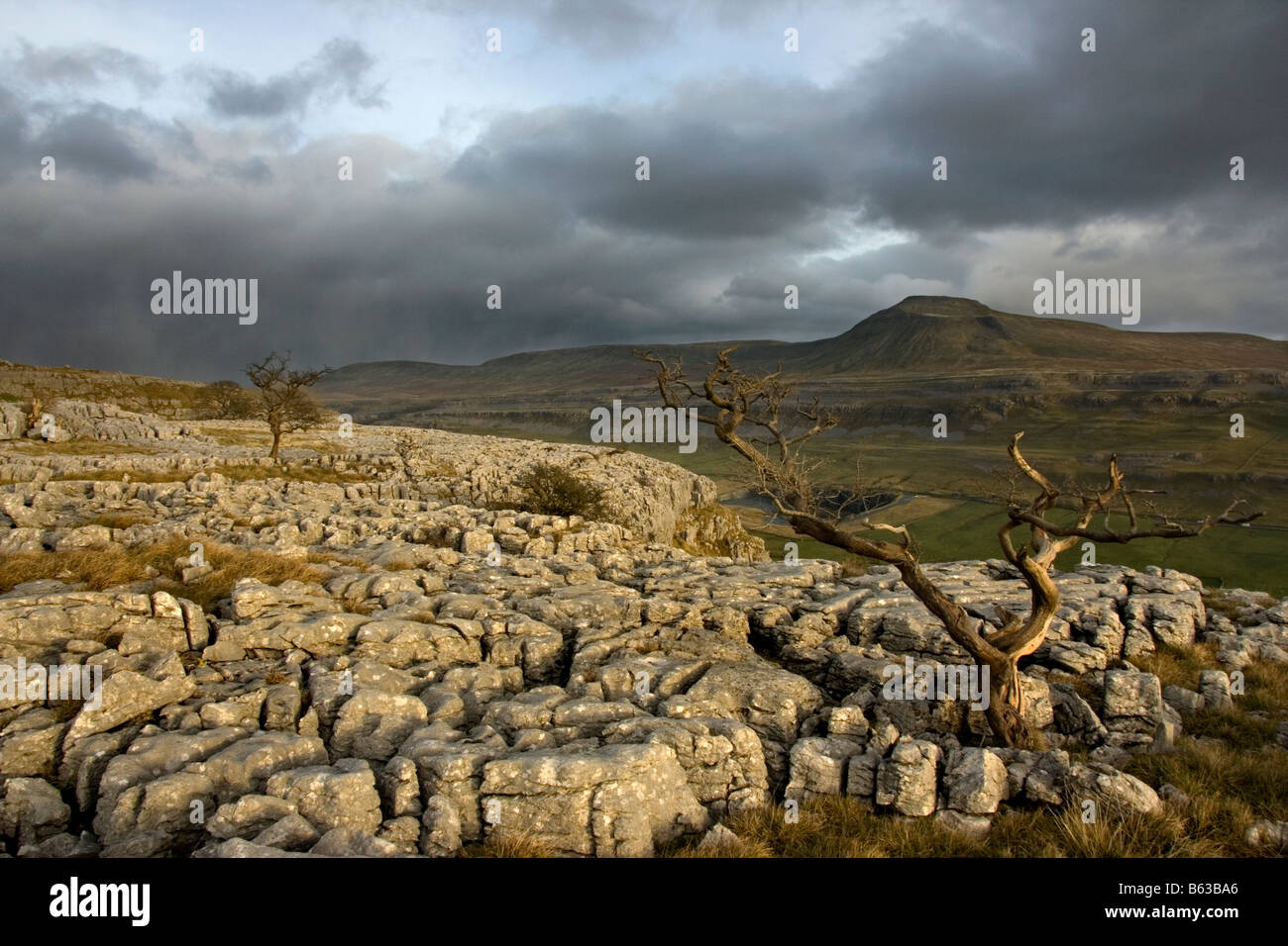Weather beaten trees hi-res stock photography and images - Alamy