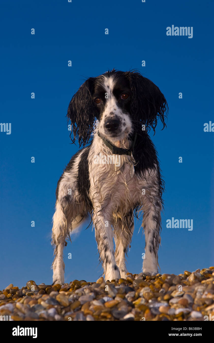 Female black and white english springer spaniel dog on shingle beach ...