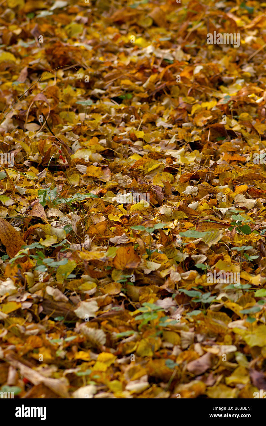 Fallen leaves changing colour hi-res stock photography and images - Alamy