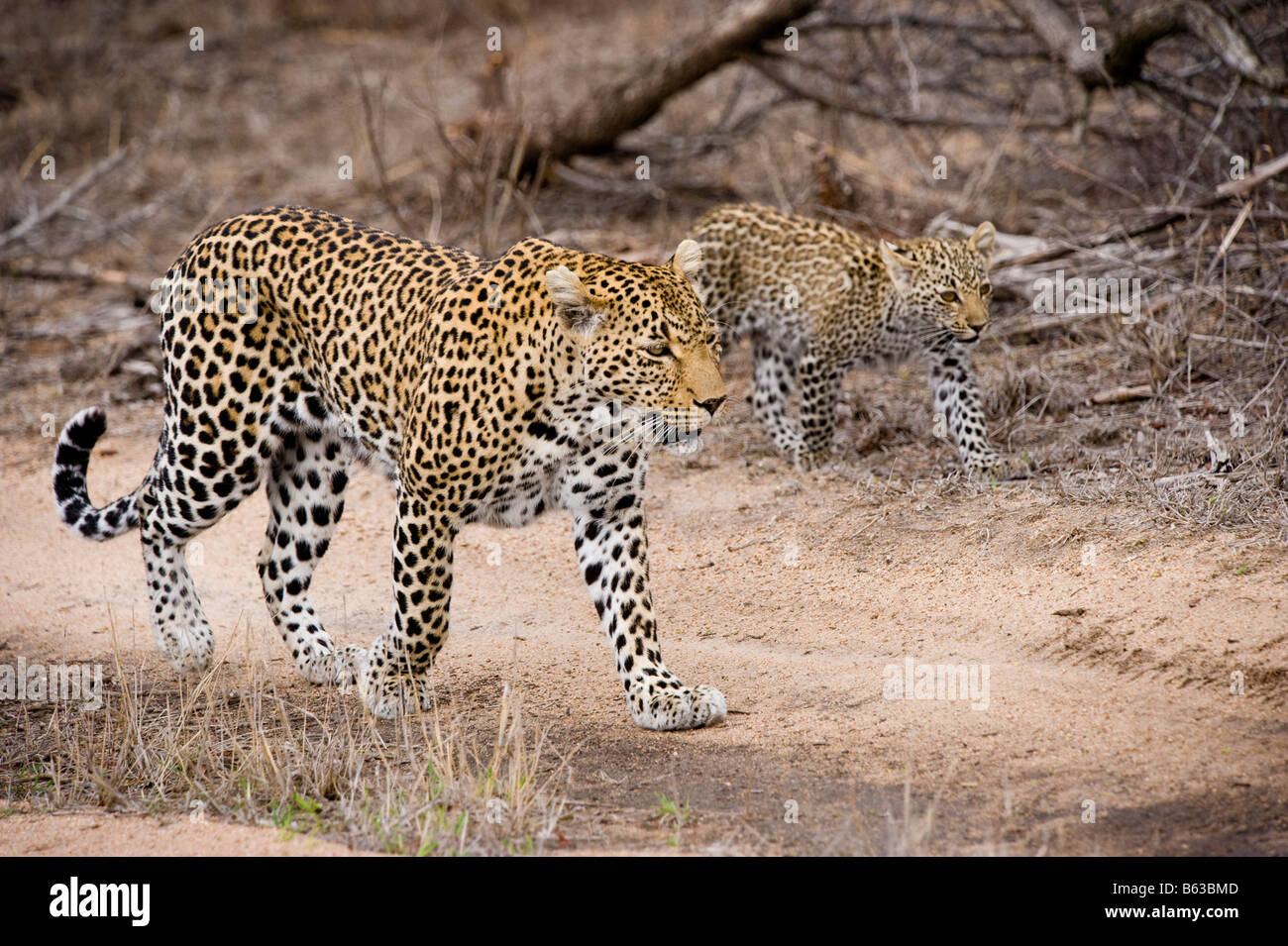 A mother leopard and its baby Stock Photo - Alamy