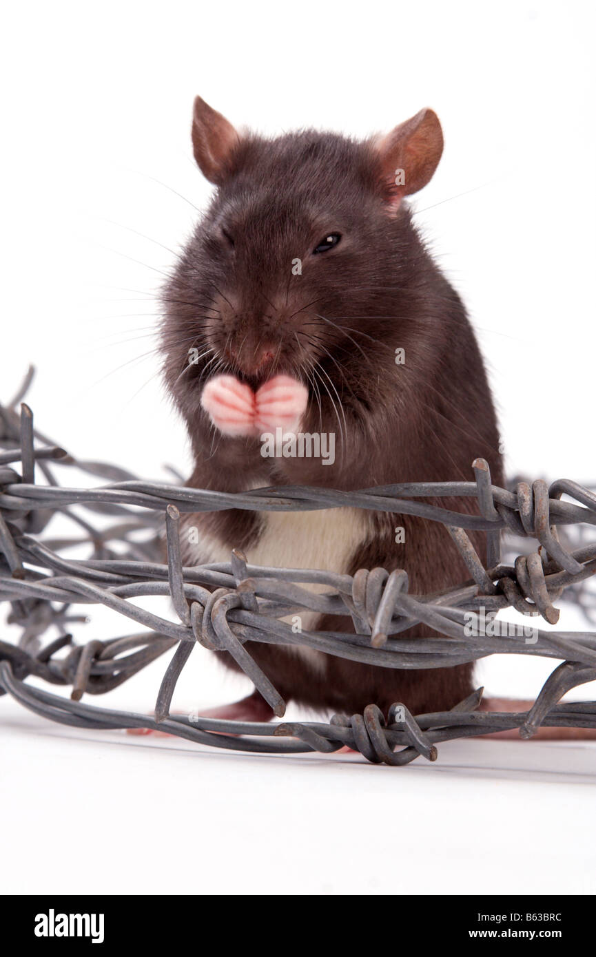 Rats barrier hi-res stock photography and images - Alamy