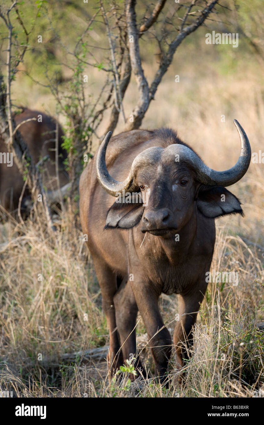 Herd of buffalo and hunter hi-res stock photography and images - Alamy