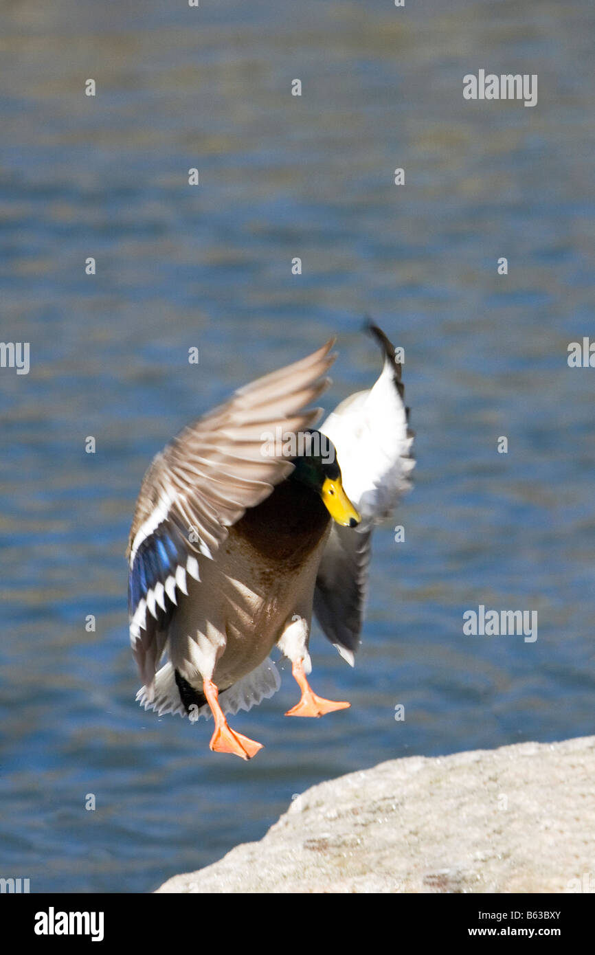 Close-up of a Mallard duck flying, Central Park, Manhattan, New York ...