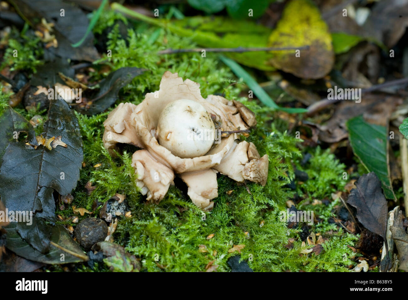 Collared Earth Star Geastrum triplex fungi fruiting body growing on a ...