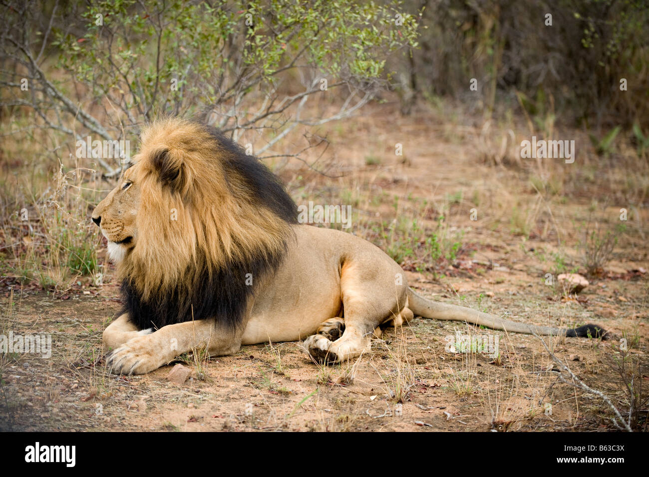 Lion chase prey hi-res stock photography and images - Alamy