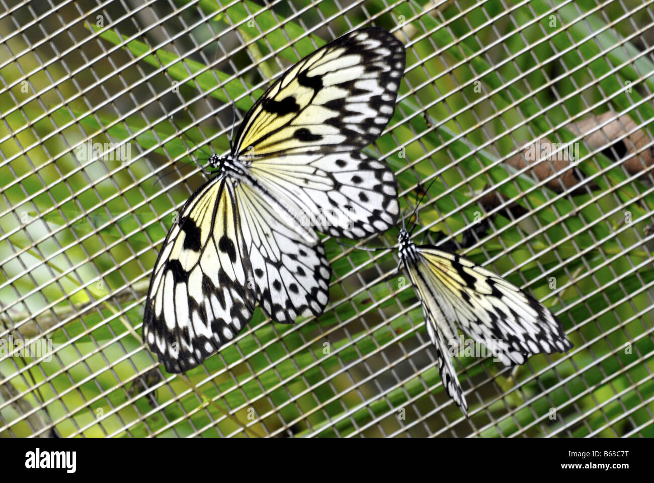 BUTTERFLY PARK IN SENTOSA SINGAPORE Stock Photo - Alamy