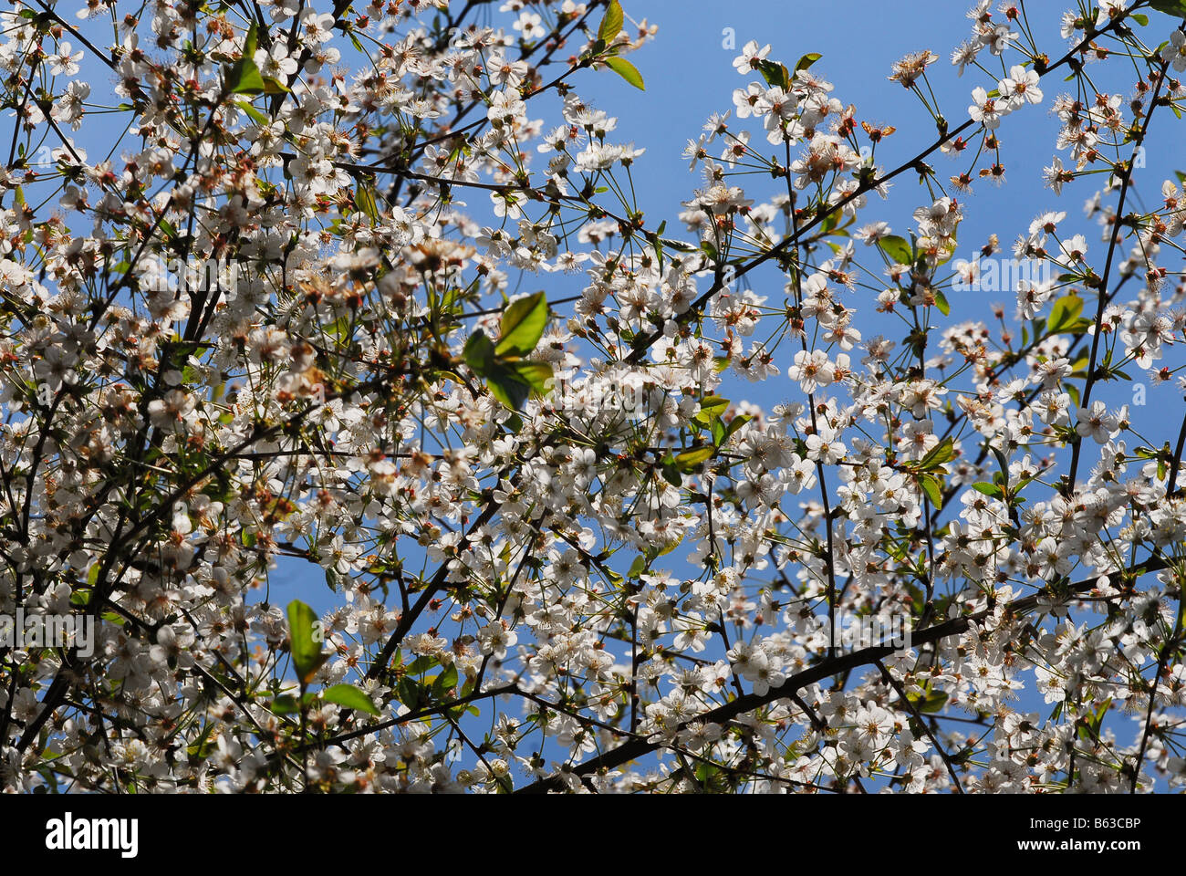 Blue background flowers Cut Out Stock Images & Pictures - Alamy