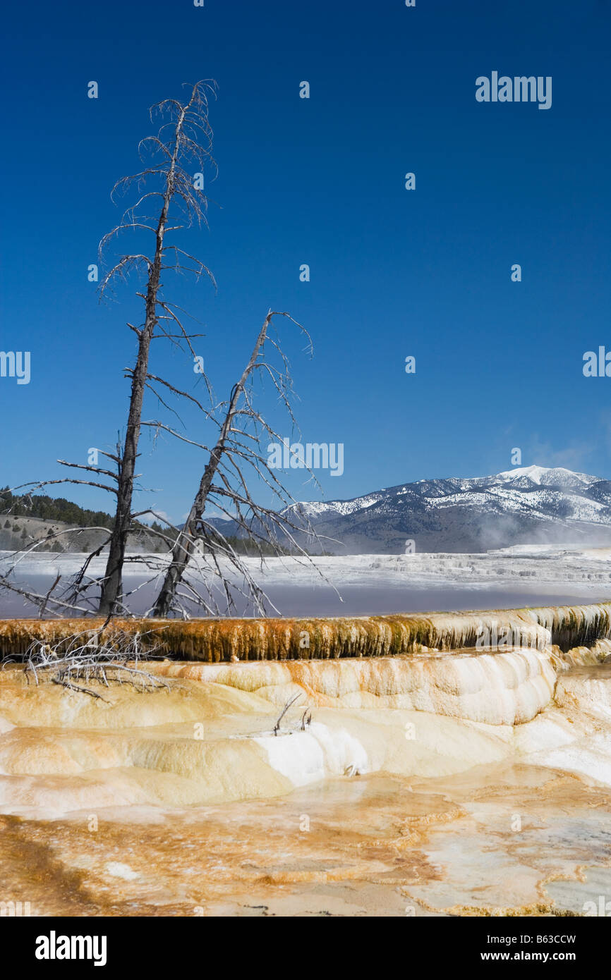 Dead trees on a landscape, Angel Terrace, Mammoth Hot Springs ...