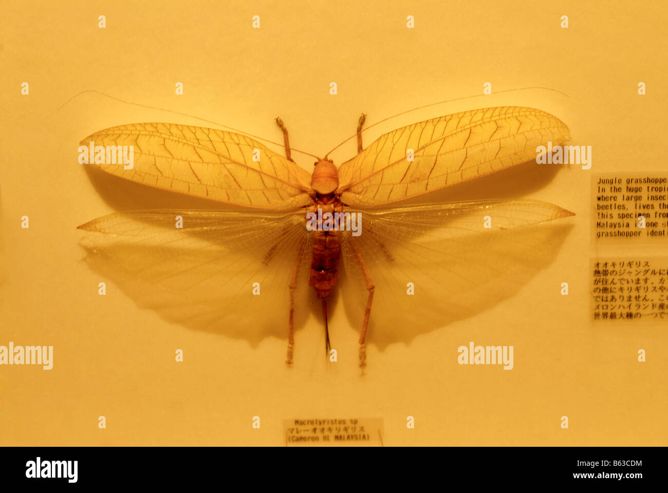 INSECT KINGDOM IN SENTOSA SINGAPORE Stock Photo - Alamy