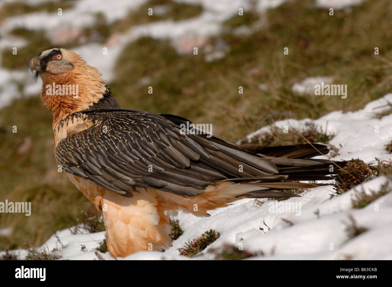 Bearded Vulture or Lammergeier Gypaetus barbatus, Adult In snow ...
