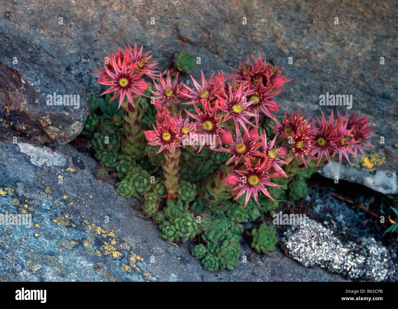 Mountain Houseleek (Sempervivum montanum), flowering Stock Photo - Alamy