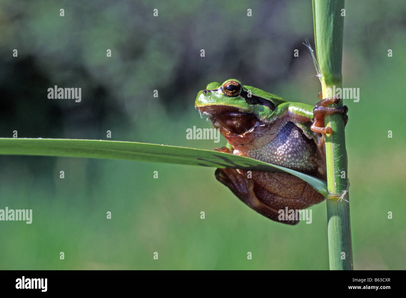 Common european green frog hi-res stock photography and images - Alamy