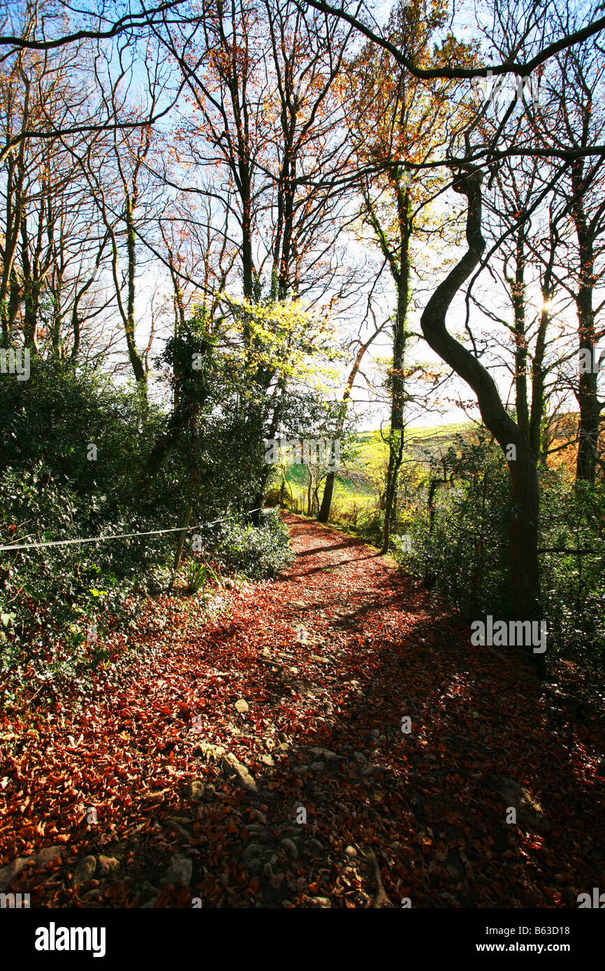 Sunlight streams through autumn coloured red orange yellow trees onto ...