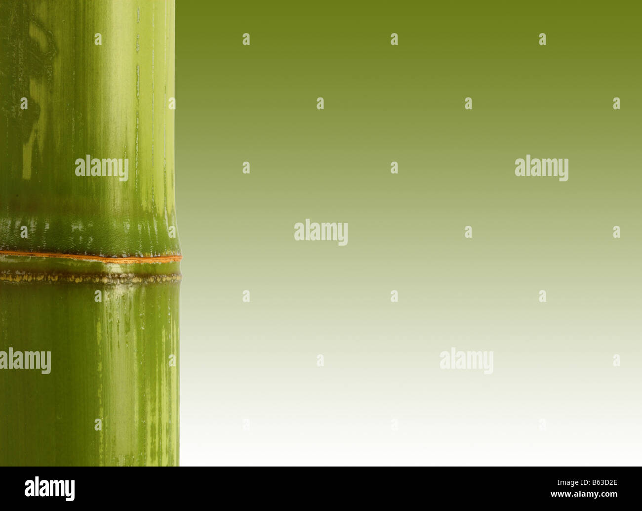 Tree freshness bamboo climate hi-res stock photography and images - Alamy