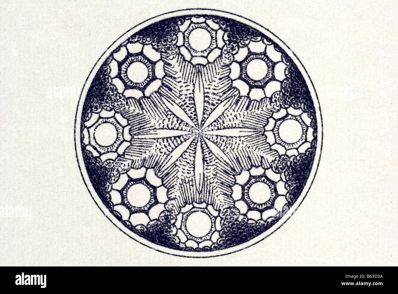 Silica and diatoms microscope hi-res stock photography and images - Alamy