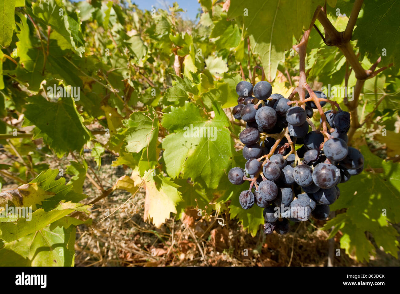 Vine and grapes in a vineyard Stock Photo - Alamy