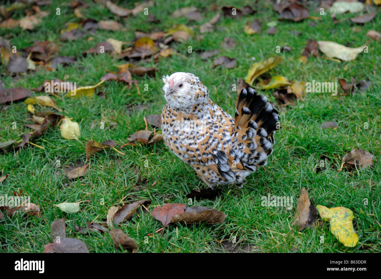 Bantam hen feeding in garden Stock Photo - Alamy