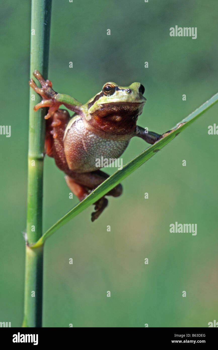 European tree frog treefrog hi-res stock photography and images - Alamy