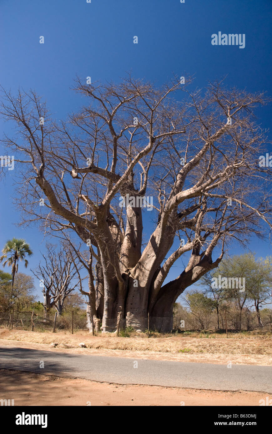 The Big Tree, Victoria Falls, Zimbabwe Stock Photo - Alamy