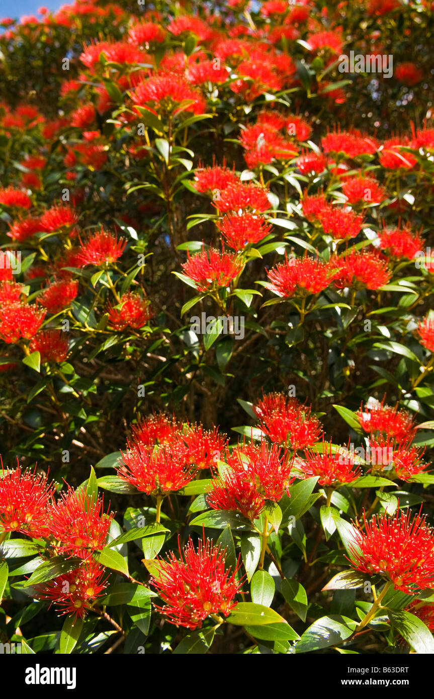 Southern Rata (Metrosideros Umbellatus) Inverewe Gardens, Poolewe ...