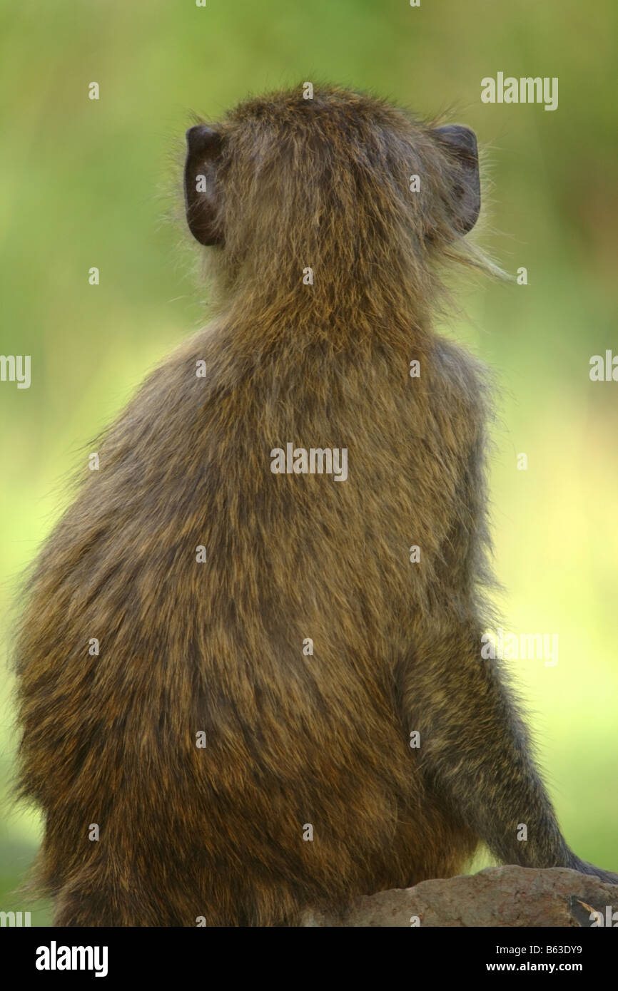 Back olive green hi-res stock photography and images - Alamy