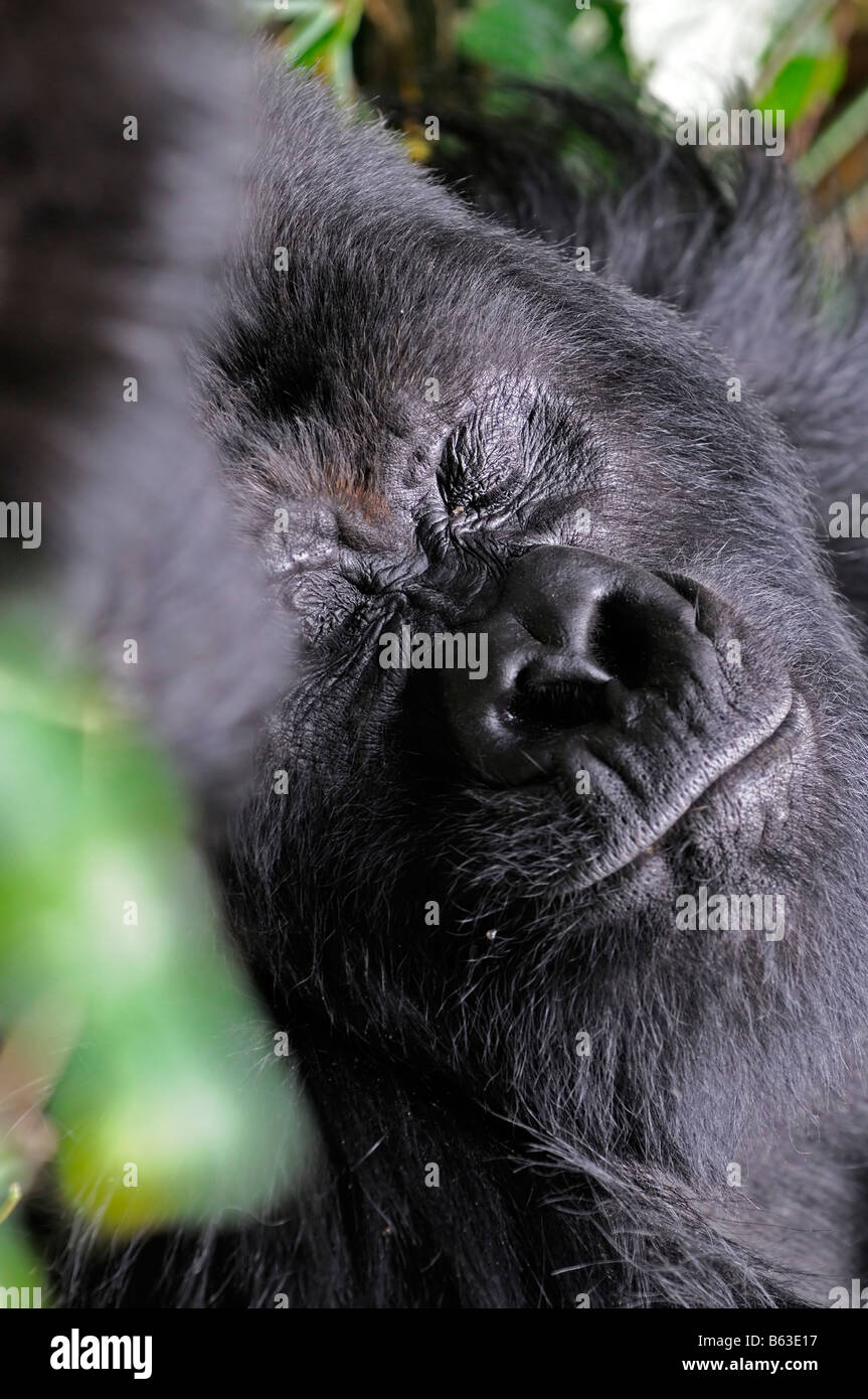 Mountain Gorilla Gorilla Beringei asleep sleep sleeping rest resting in ...