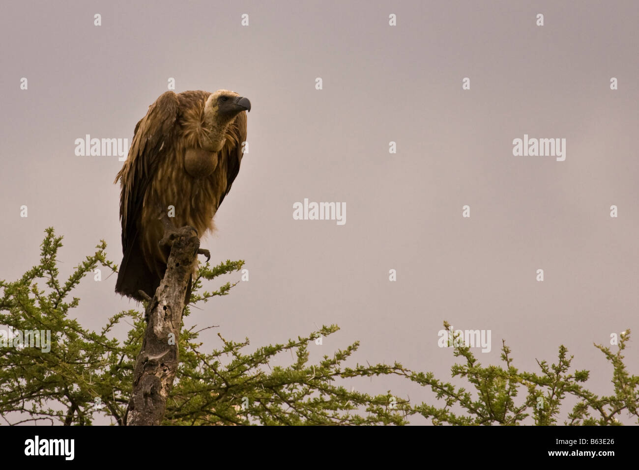 A White Backed vulture perching in a tree Stock Photo - Alamy