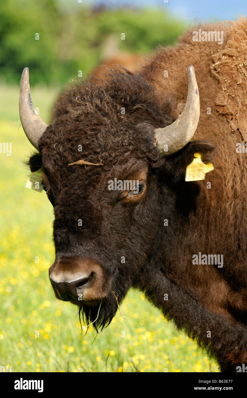 Portrait of a young American Bison of a breeding herd Stock Photo - Alamy