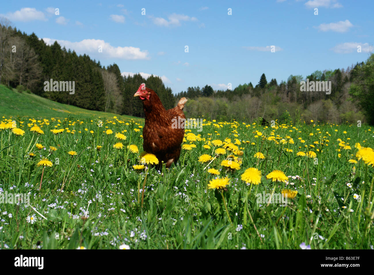 Hen outside in the meadow Stock Photo - Alamy