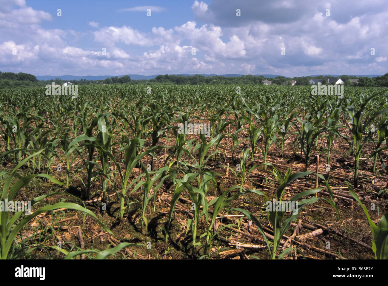 Pennsylvania, USA. Corn Fields, some buildings in the distant ...